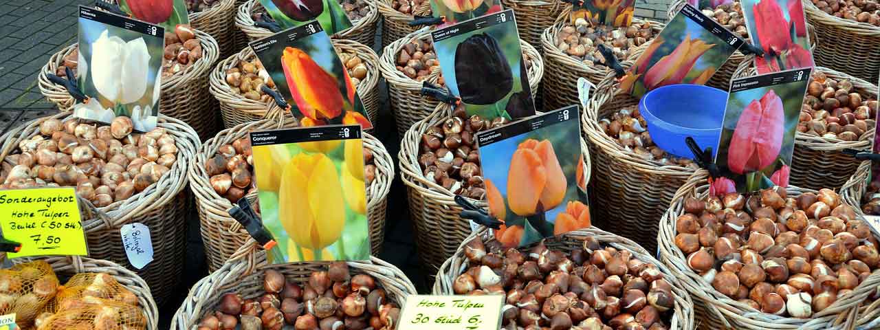 Petals of Profit: The Rise and Fall of Tulip Mania in the 1600s ...