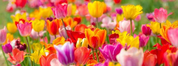 Petals of Profit: The Rise and Fall of Tulip Mania in the 1600s ...